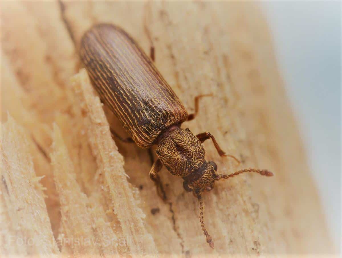 Le lyctus brun : l'insecte xylophage ennemi des charpentes en bois ...